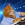 Keyboard Cat