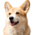 BNB DOG INU BNBDOG logo