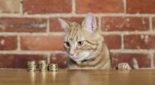 Wo Sie Catzcoin kaufen können: CATZ schnurrt mit 129 % Anstieg