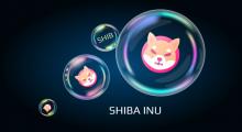 Where to buy Shiba Inu, the adorable pup that made history