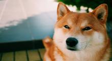 Shiba Inu ve DOGE Eriyorken Bu 4 Meme Coin Uçuyor!