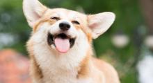CheekyCorgi: Real Life Corgis on the Blockchain as NFTs