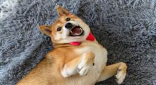 Glauben Sie immer noch an SHIB? Hier sind die besten Orte, um Shiba Inu heute zu kaufen