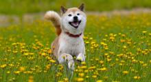 The hottest new dog-themed meme coin? Where to buy SpookyShiba
