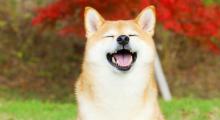 Бразильская криптобиржа Foxbit объявила о листинге Shiba Inu