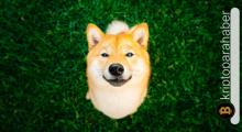 Shiba Inu temalı bu yeni meme coin bir günde %2800 sıçradı!