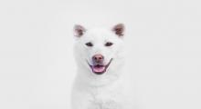 Kishu Inu (KISHU) has jumped 8% today: why is the price of KISHU of rallying?