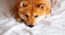 Поддержка Shiba Inu появилась в 1800 криптоматах Bitcoin of America