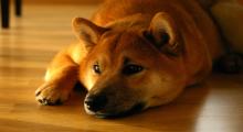 Die Shiba Inu-Gemeinschaft zerstört im April 3,26 Milliarden SHIB inmitten eines Preisverfalls