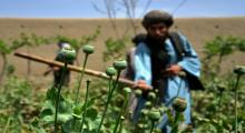 Keine Alternative: Afghanische Bauern beklagen das Mohnverbot der Taliban