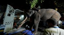 Vernachlässigter Elefant besteigt Jumbo-Flug nach Hause nach Thailand