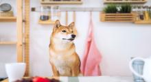 Best AI cryptocurrencies to invest in: Shiba Memu, SingularityNET