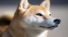 Shiba Inus DeFi-Bestrebungen könnten den DOGE-Markt erschüttern, da SHIB sich digitalen IDs zuwendet