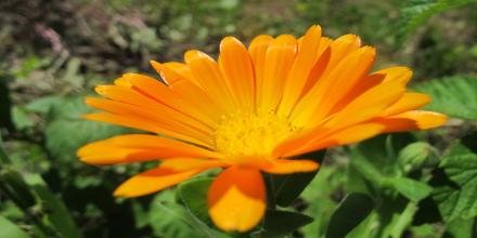 Ausschreitungen führen zu Chaos bei Niederlande-Klassiker in Amsterdam
