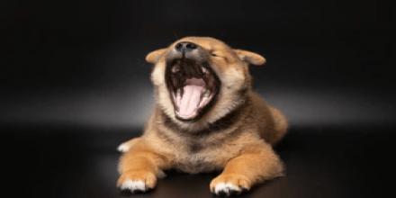 SHIB Roars As Shibarium Hits 100 Million Transactions – Big Things Unfolding