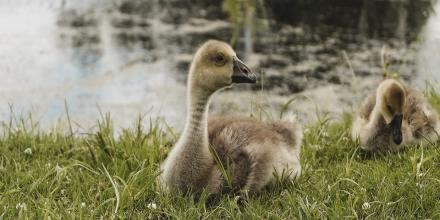 Putin bietet Geld: Russland zahlt 50.000 Euro pro totem Soldaten