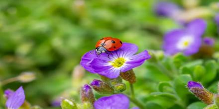 100 Punkte Sicherheitsbewertung für IOTA-EVM stimmt auf Start im Juni ein