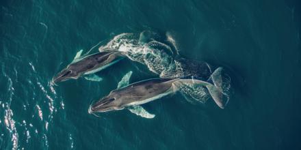 PEPE Balinasının 10x’lik Pozisyonu Tehlikede: Tasfiye Riski Artıyor!