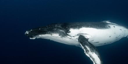 Kriptonun Yeni Jim Cramer’ı Belli Oldu: Balinanın Tersine İşlem Yapan Parayı Vuruyor!