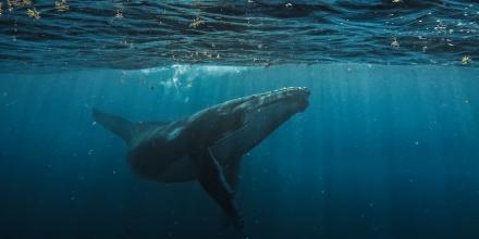 Ballena con USD $109 millones en Bitcoin hace depósito en Kraken tras 13 años de inactividad