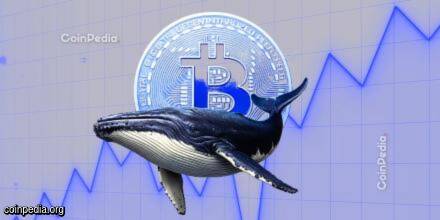 Are Bitcoin Whales Buying the Dip? On-Chain Data Reveals Their Next Move