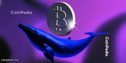 3 High-Potential Coins Whales Are Buying Ahead of December Pump – SHIB, XRP & Digitap