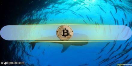 Bitcoin Price Pullback: How Whales and Retail Investors Are Reacting